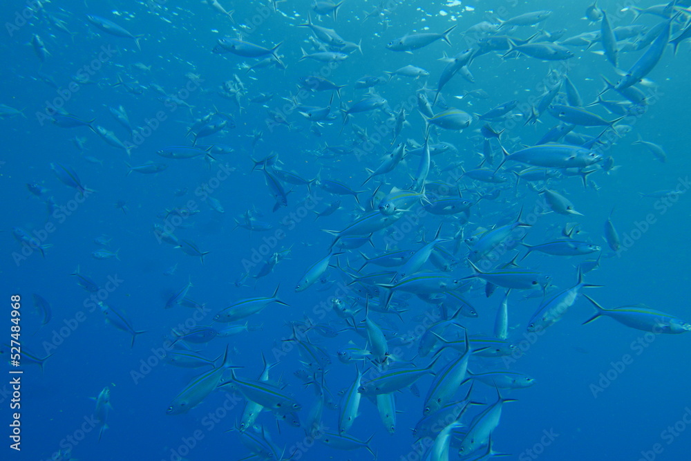Scuba diving with Manta ray in Pohnpei, Micronesia（Federated States of ...