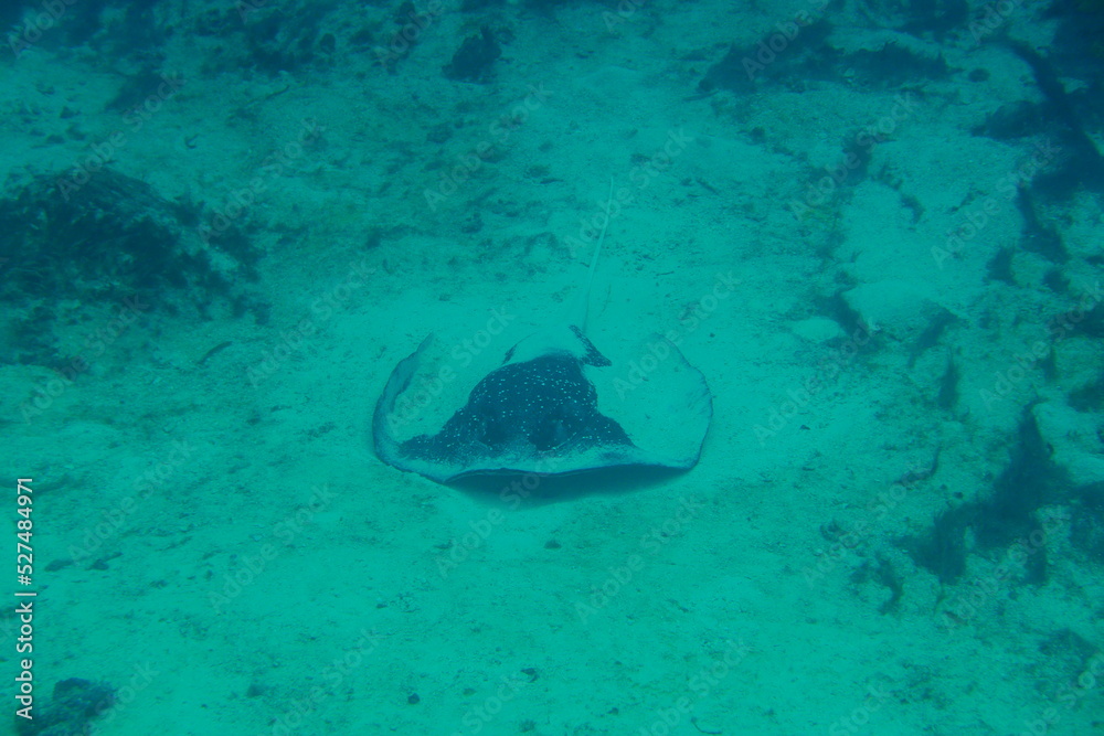 Scuba diving with Manta ray in Pohnpei, Micronesia（Federated States of ...
