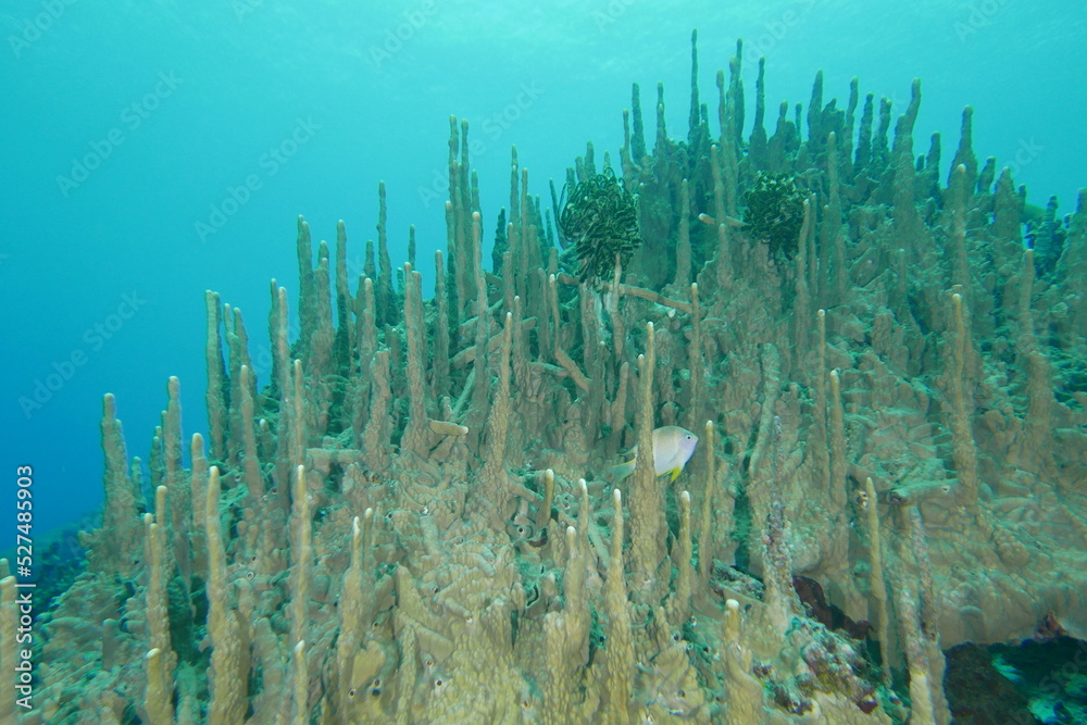 Scuba diving on the reefs of Kosrae, Micronesia（Federated States of ...
