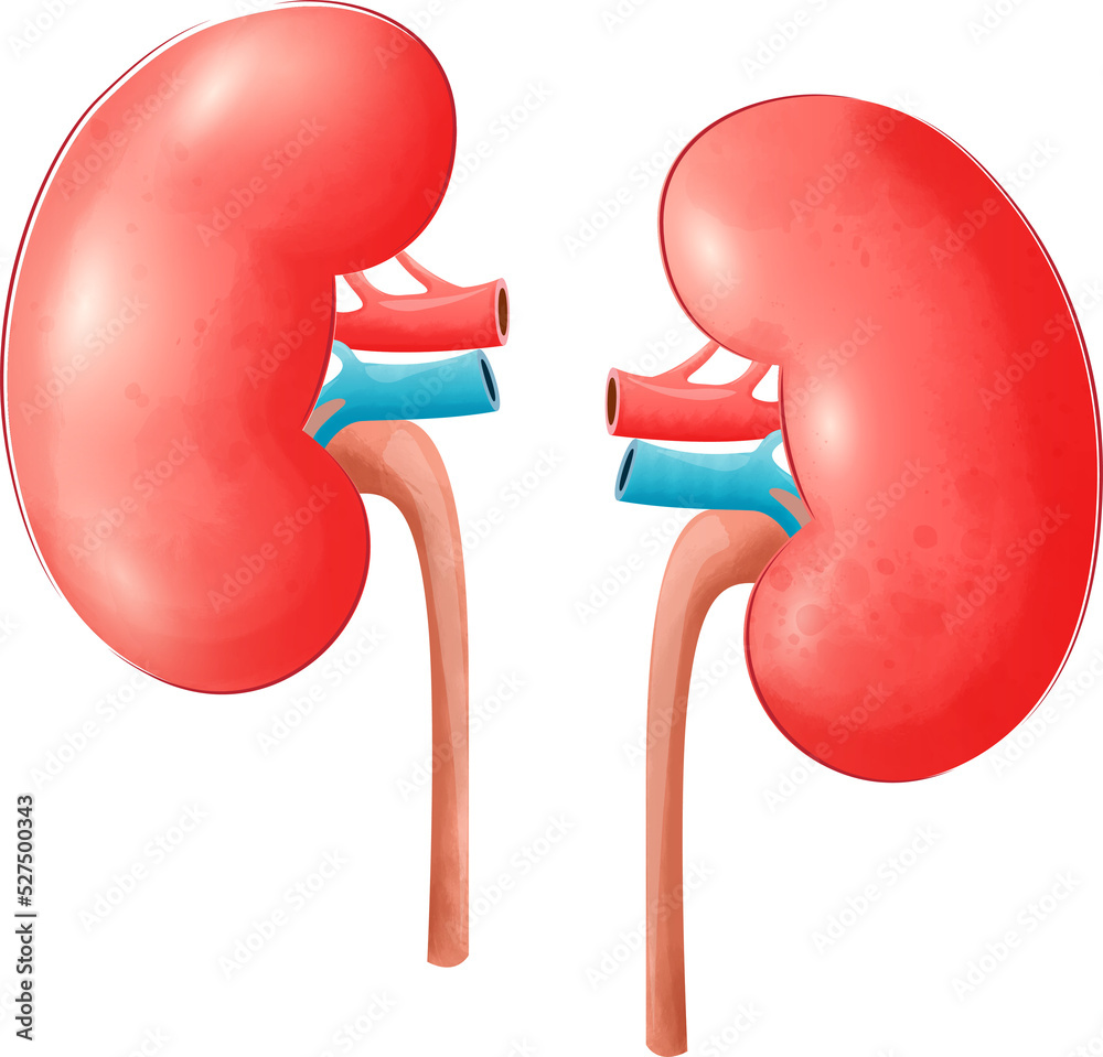 Human kidney and treatment watercolor style. A concept hospital for ...