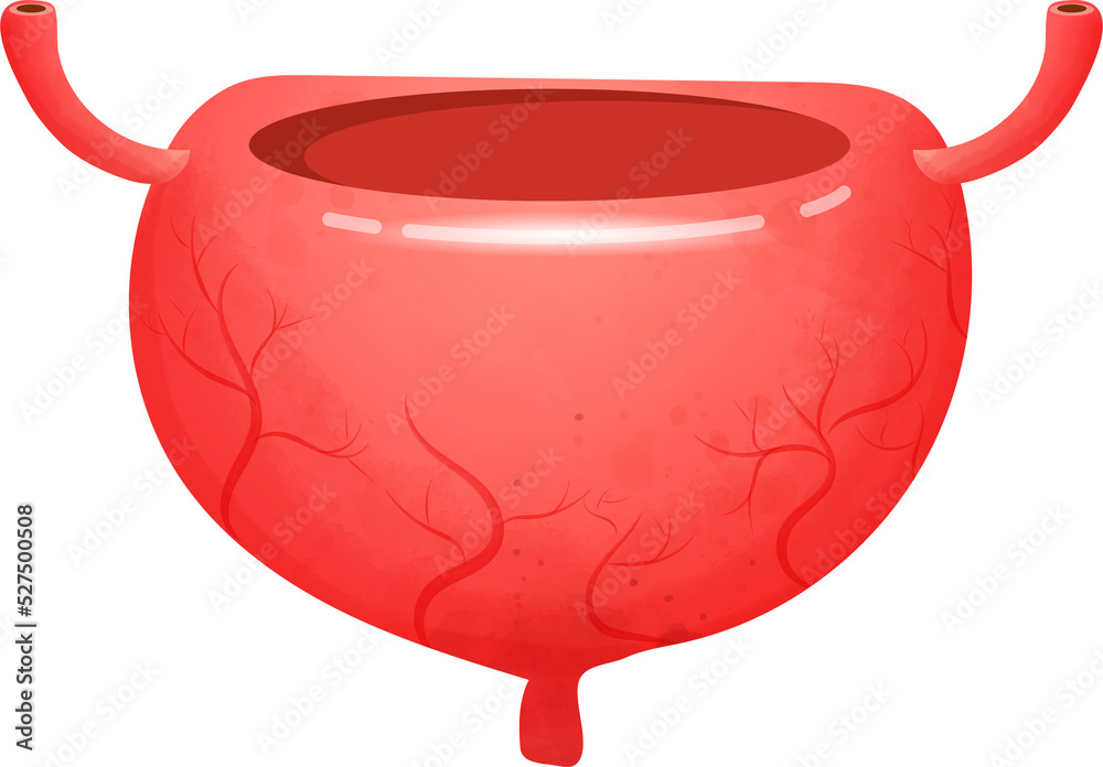 Human bladder and treatment watercolor style. A concept hospital for ...