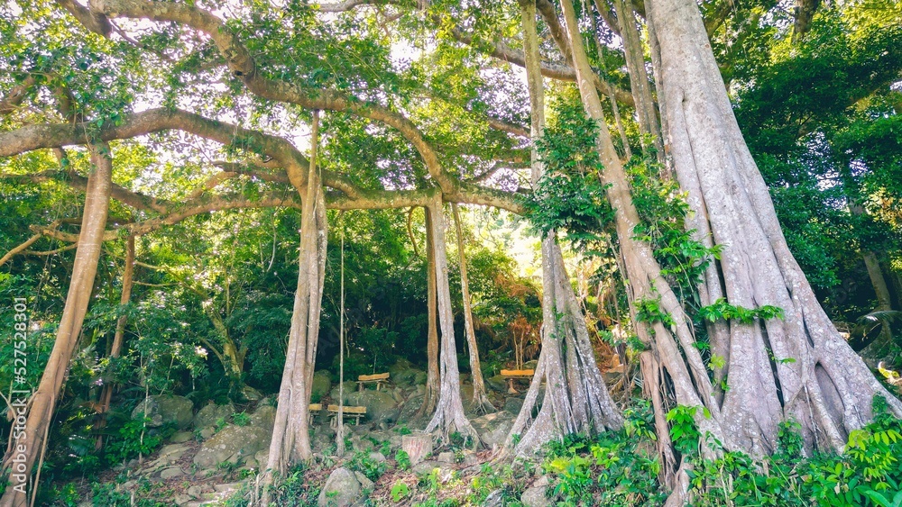 1000 years Banyan tree in Son Tra island, Da Nang, Vietnam Stock Photo ...