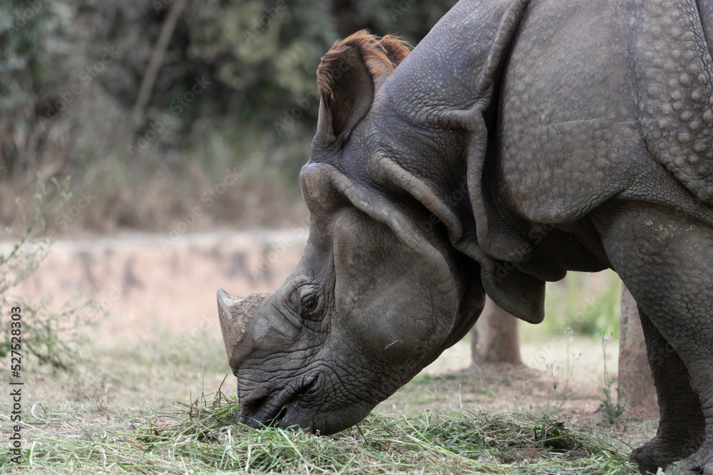 Greater One-Horned Asian Rhino (Rhinoceros unicornis) or Indian Rhino ...