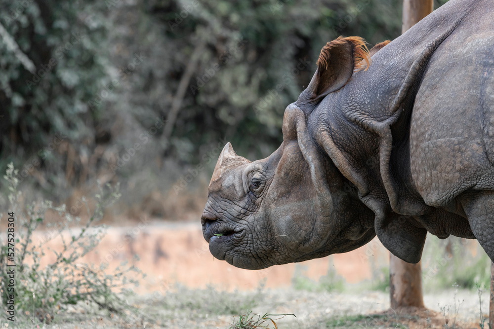 Greater One-Horned Asian Rhino (Rhinoceros unicornis) or Indian Rhino ...