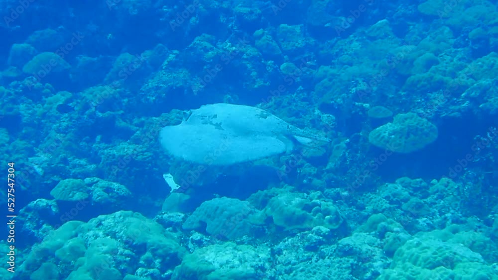 Kuop atoll in Truk lagoon, Chuuk also known as Neoch atoll and ...