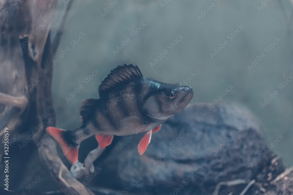 Freshwater fish perch (Perca fluviatilis) . Underwater photography in ...