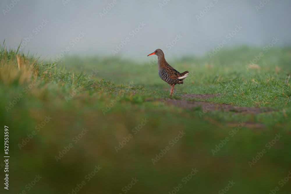 The water rail or Rallus aquaticus is a bird of the rail family which ...