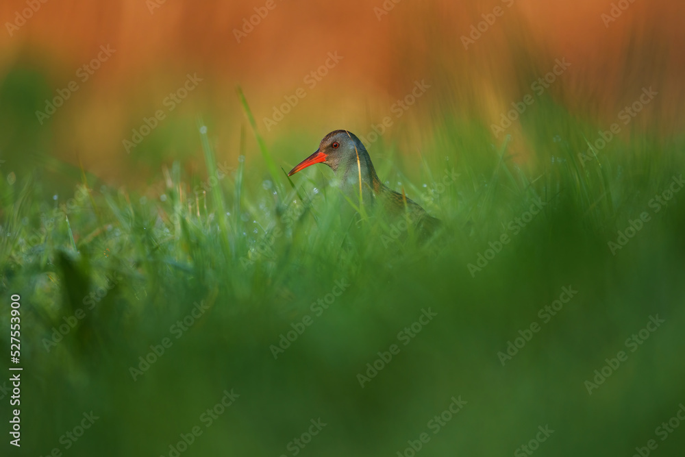 The water rail or Rallus aquaticus is a bird of the rail family which ...
