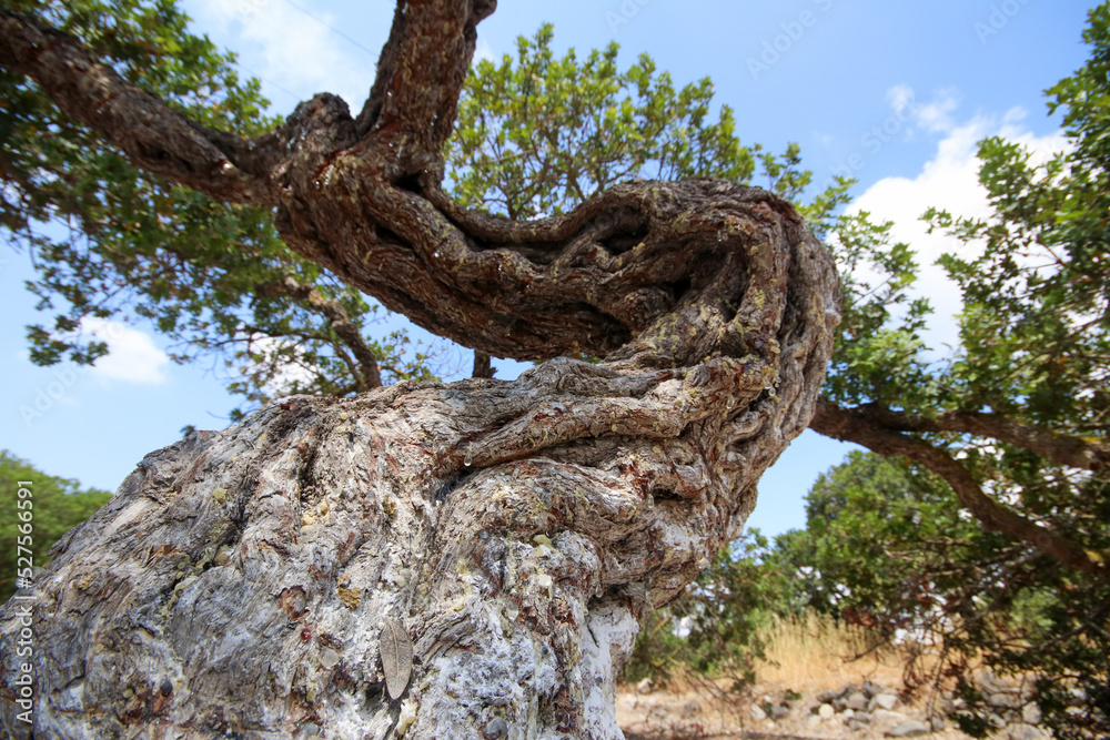 Stockfoto Mastic tree with mastic tears in Chios island, Greece ...