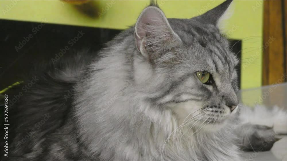 The Siberian cat breed is a centuries-old variety of domestic cat ...