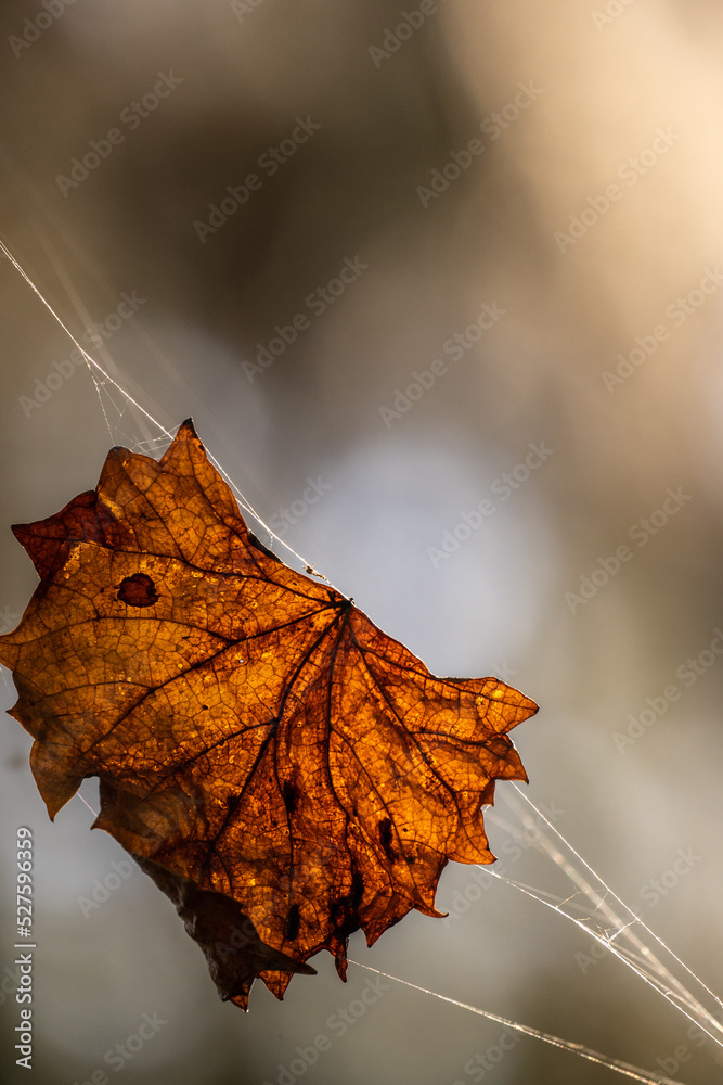 Autumn leaf caught in a spider web Stock Photo | Adobe Stock