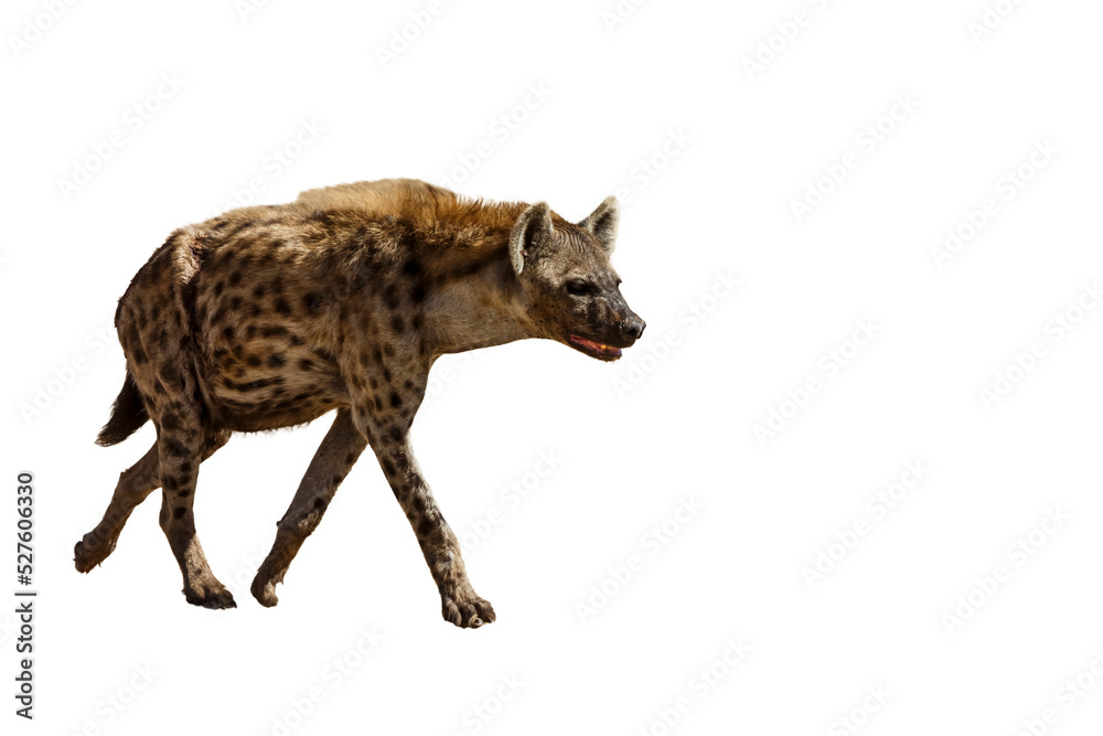 Spotted hyaena walking front view isolated in whte background in ...