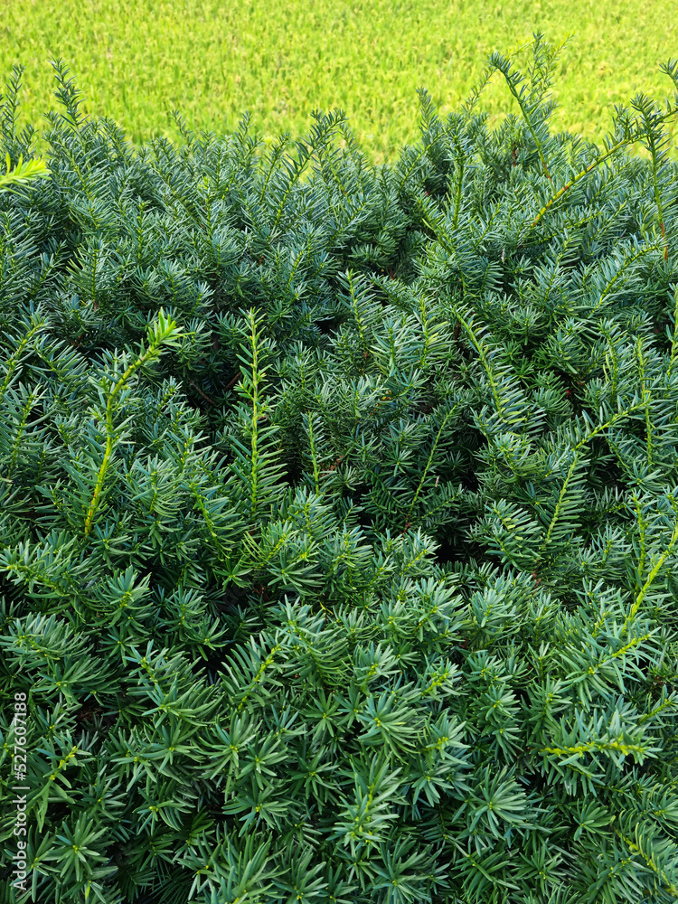 Taxus baccata close up. Green branches of yew tree(Taxus baccata ...