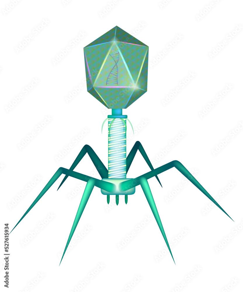 Typical myovirus Bacteriophage model with DNA. Virology, medical illustration. Vector ...