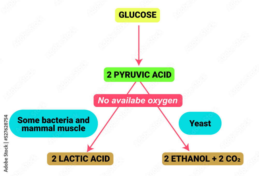 Chemical structure of Cellular Respiration Stock Vector | Adobe Stock