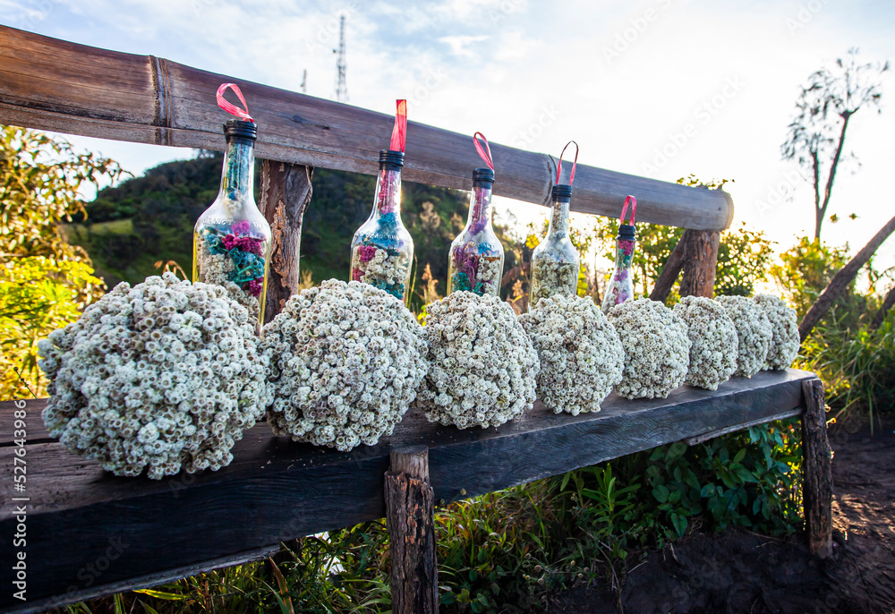 Edelweiss flower, a perennial flower that grows a lot in the Bromo ...