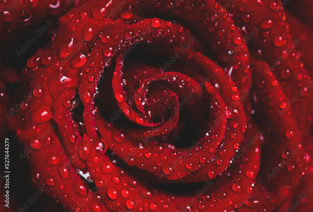 Flowers in all their diversity of forms, blooming, colors, textures and ...