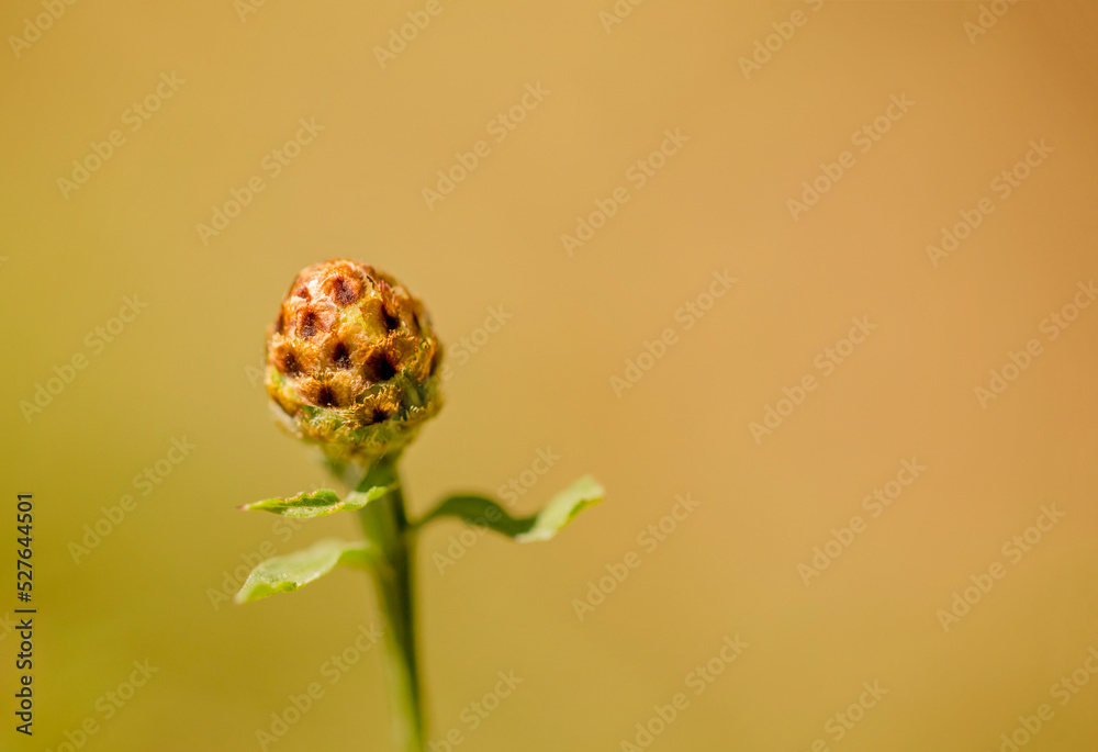 Flowers in all their diversity of forms, blooming, colors, textures and ...