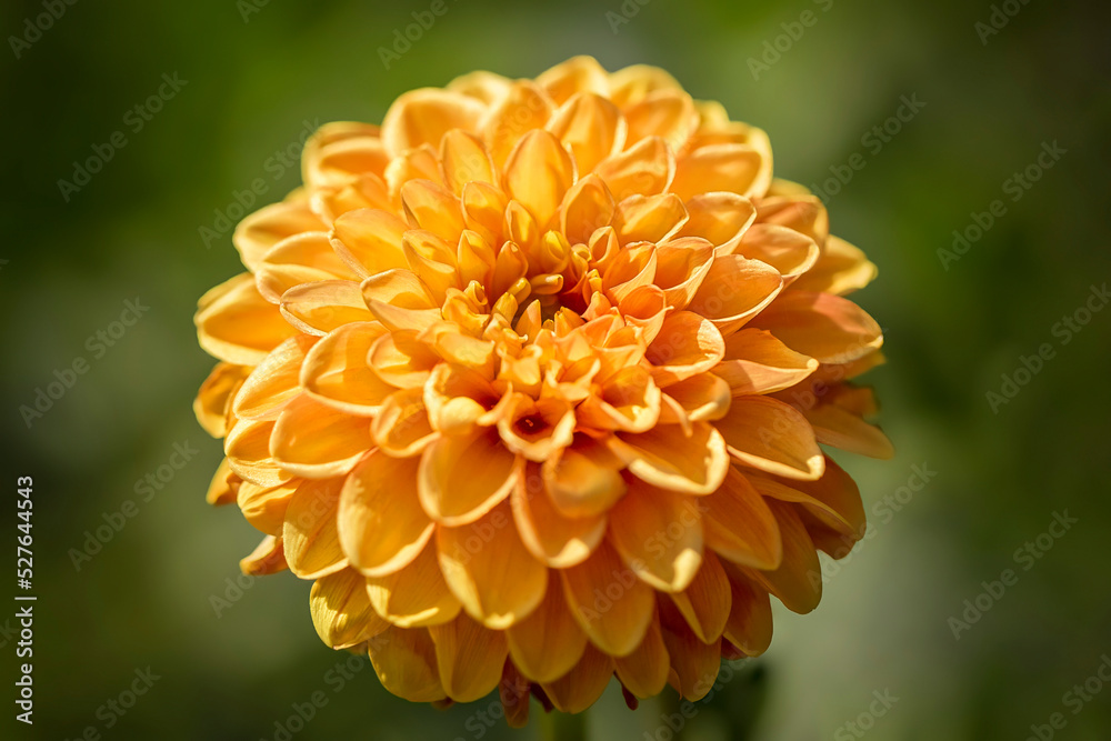 Flowers in all their diversity of forms, blooming, colors, textures and ...