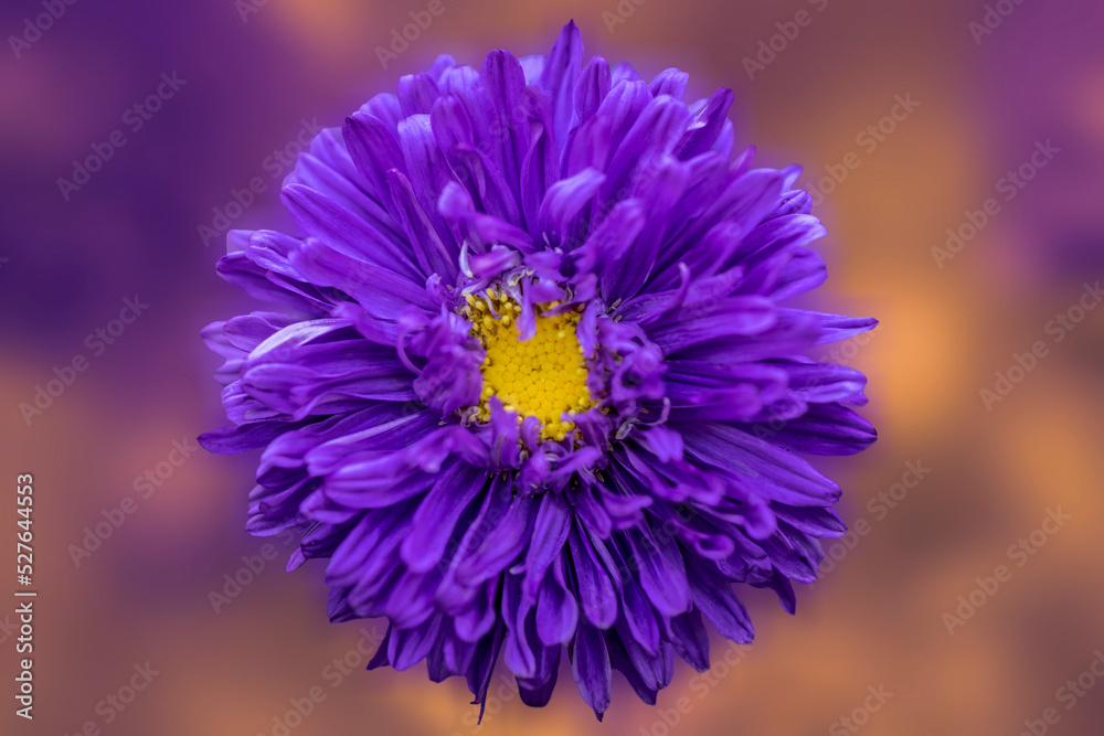 Flowers in all their diversity of forms, blooming, colors, textures and ...