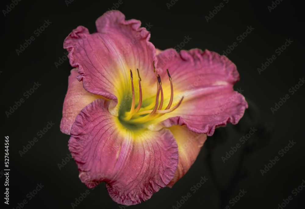 Flowers in all their diversity of forms, blooming, colors, textures and ...