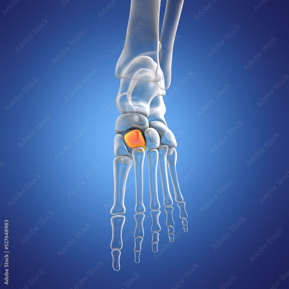 Intermediate cuneiform bone of the foot, 3D illustration Stock ...