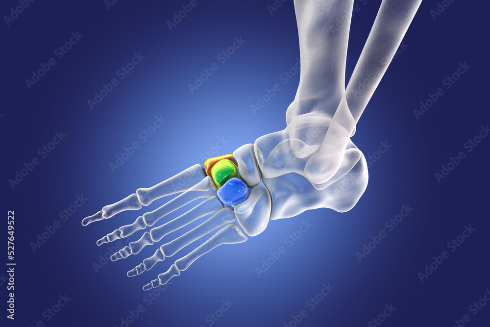 Cuneiform bones of the foot, 3D illustration Stock Illustration | Adobe ...