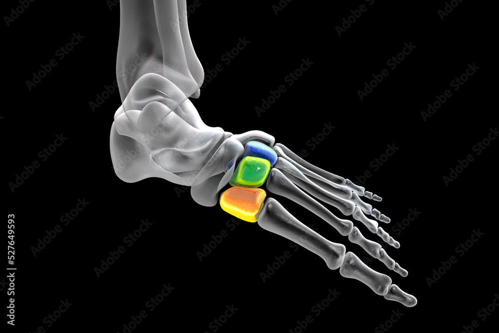 Cuneiform bones of the foot, 3D illustration Stock Illustration | Adobe ...