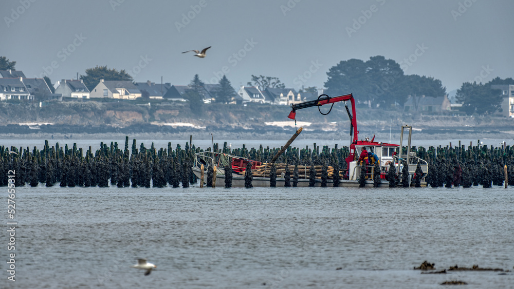 Mussel farmers harvest bouchot mussels using their boat Stock Photo ...