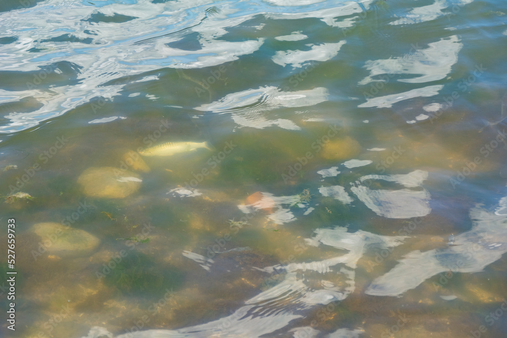 The surface of the sea with shiny fish in troubled water in shallow ...