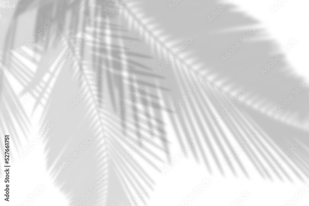 Abstract gray shadow background of natural palm leaves falling on white ...