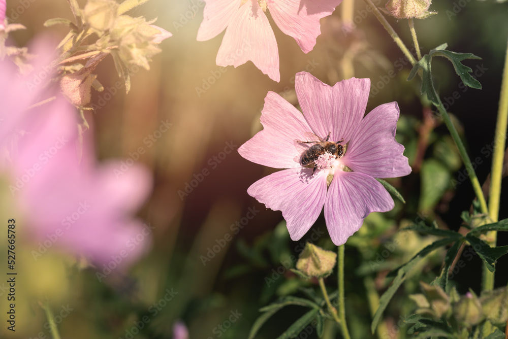 Greater musk-mallow on soft background (greater musk-mallow, cut-leaved ...
