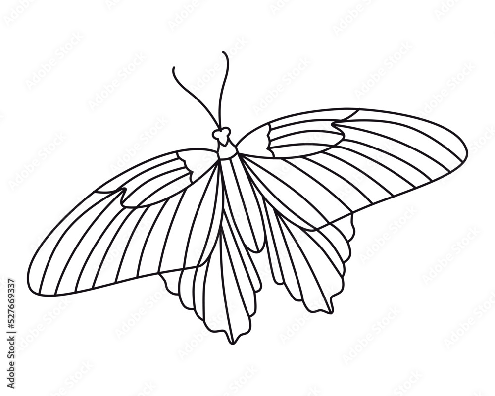 Butterfly. Outline drawing. Vector. Graphics. Stock Vector | Adobe Stock