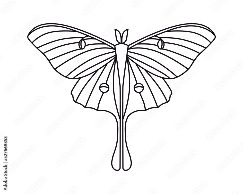 Butterfly. Outline drawing. Vector. Graphics. Stock Vector | Adobe Stock