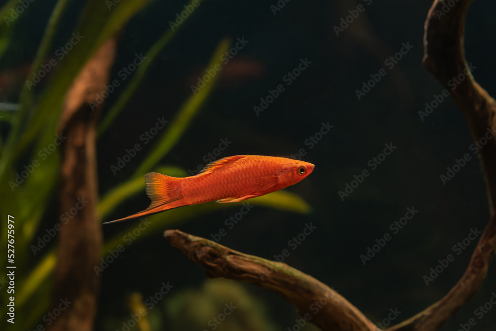Red swordtail in fish tank. Xiphophorus is one of the most popular ...