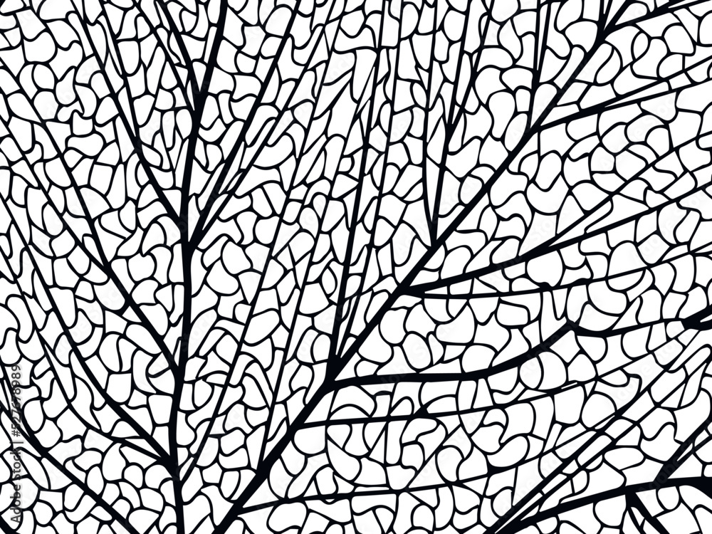 Vector illustration of leaves. Patterns of skeletal leaf cells, foliage ...