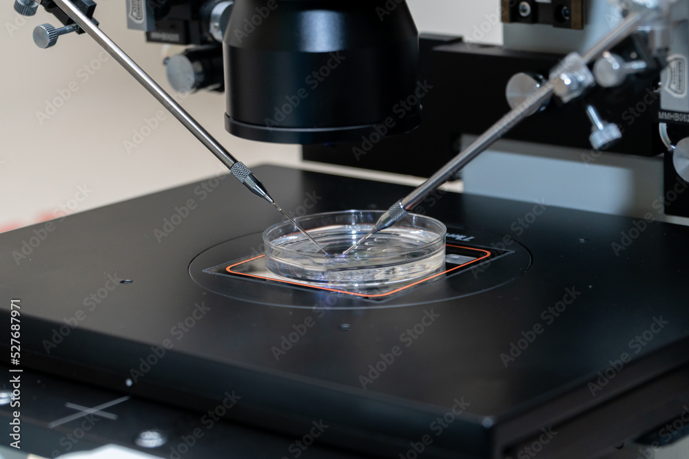 Modern IVF micromanipulator with Petri Dish in the laboratory of the in ...
