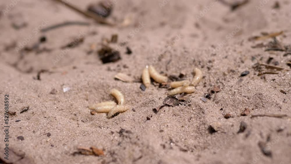 Group of Larvae of White Worms Crawls in Wet Dirty Sand in the Rays of ...