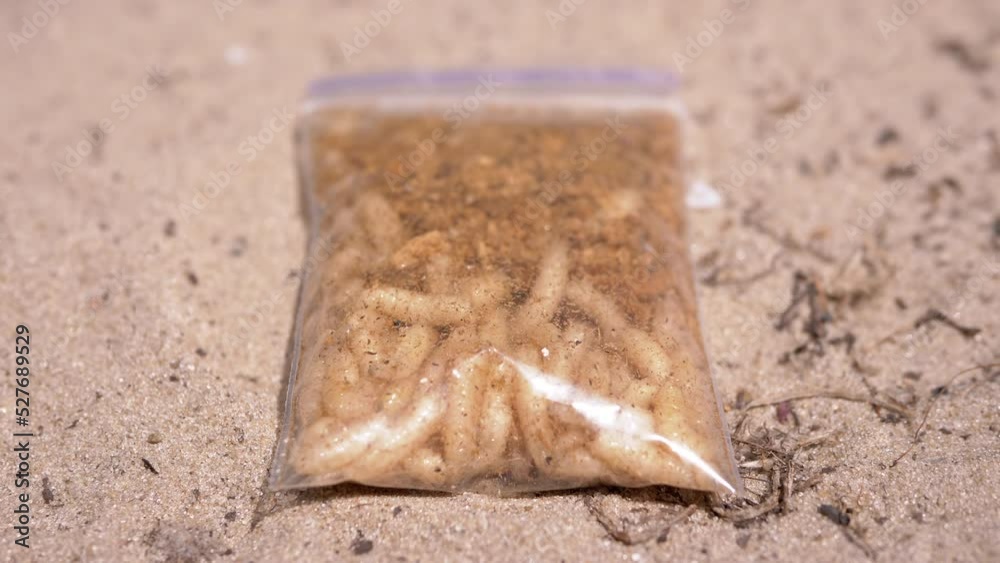 Closed Transparent Pack with Caught Larvae of White Maggot Flies Lies ...