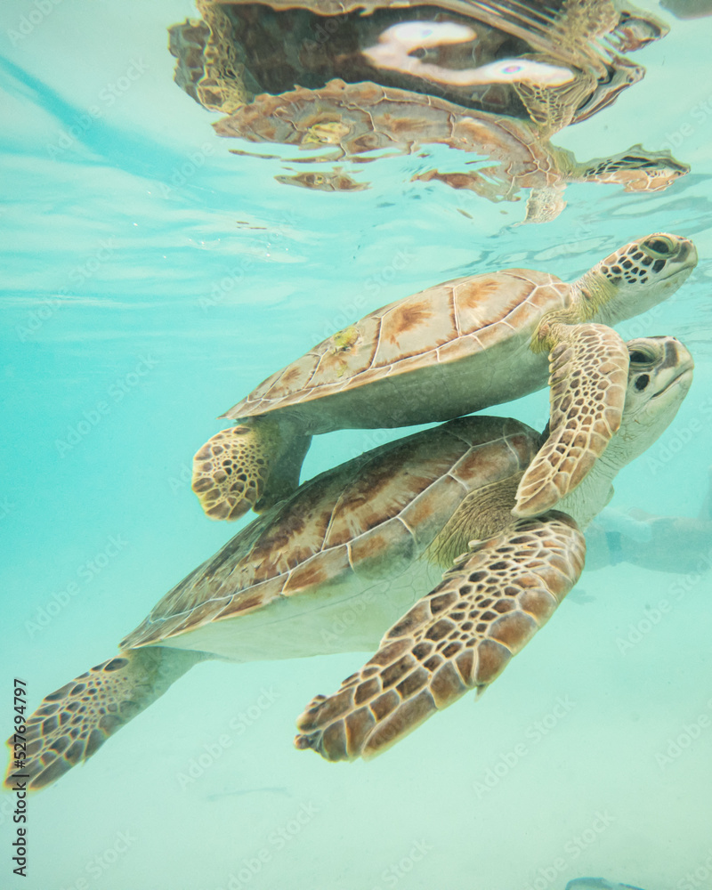 Sea turtle swimming in shallow water underwater Stock Photo | Adobe Stock