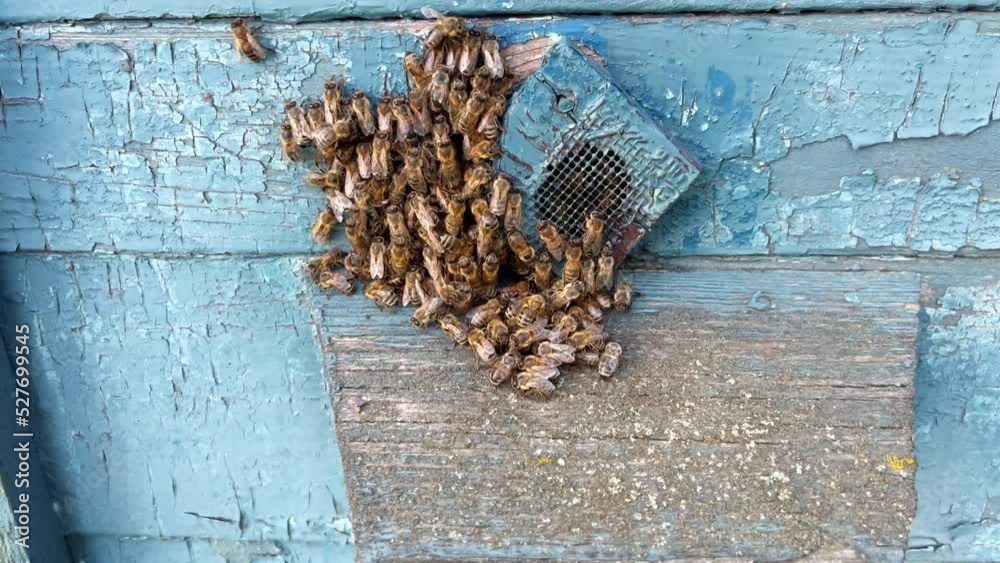 Bees sit on a wooden hive and climb into a small hole in the middle of ...