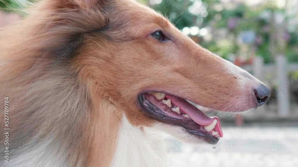 Rough collie dog lying on ground in hot summer day, headshot side view ...