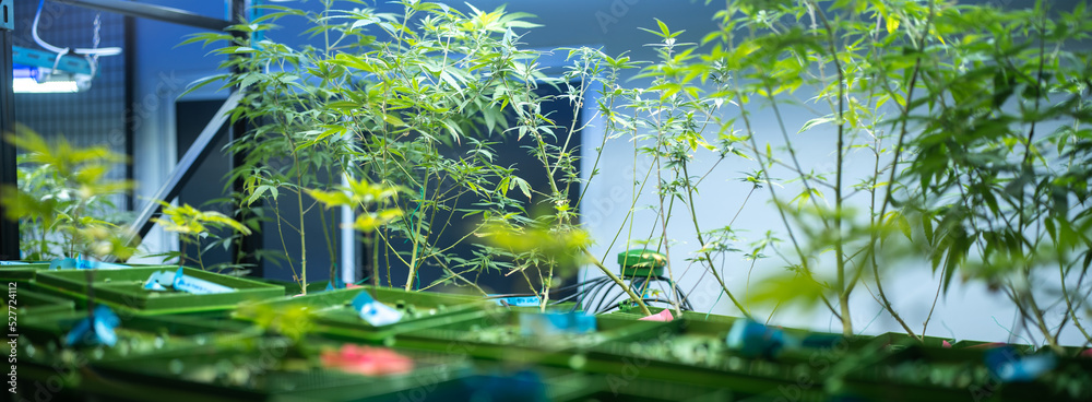 marijuana or ganja plant leaf growth in farm, agriculture crop ...