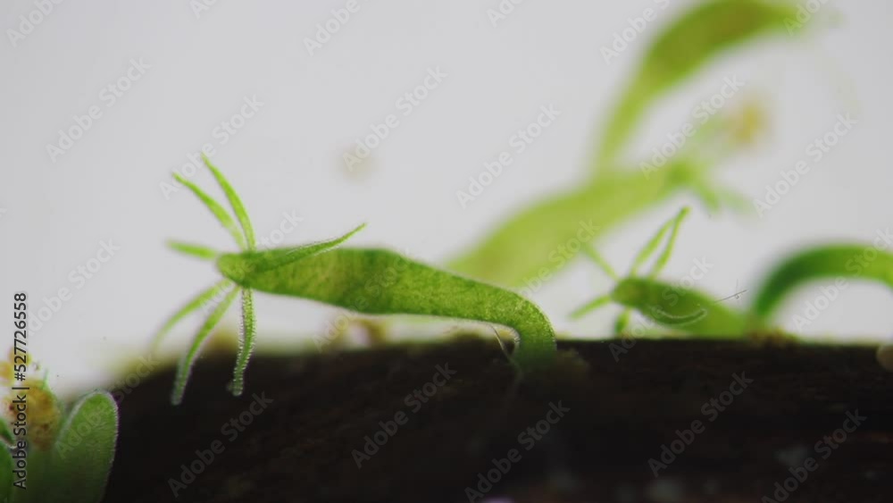 Hydra under the microscope, Hydra is a genus of small, fresh-water ...