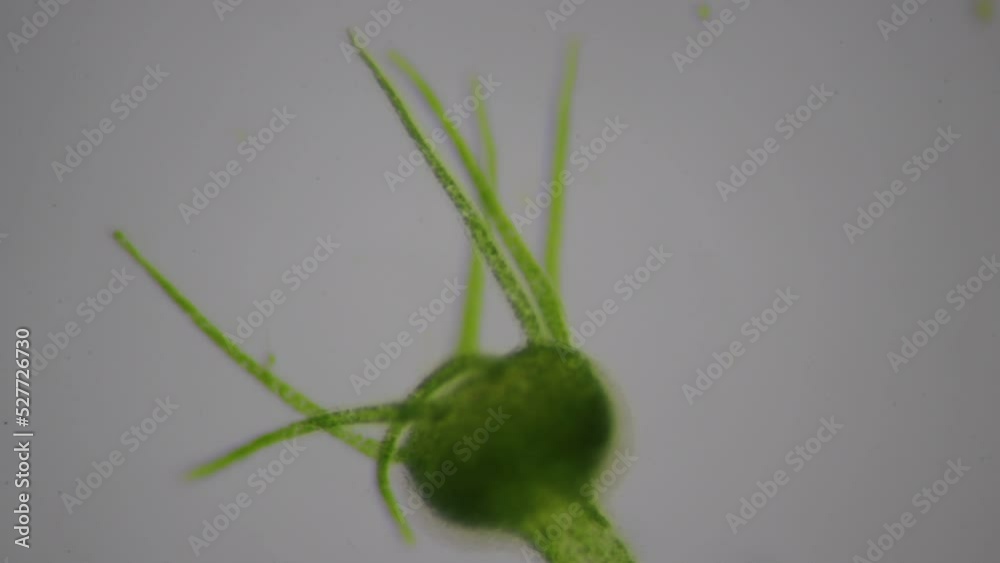 Hydra under the microscope, Hydra is a genus of small, fresh-water ...