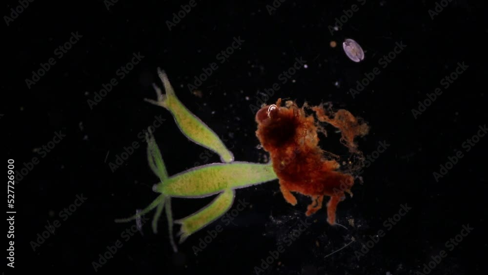 Hydra under the microscope, Hydra is a genus of small, fresh-water ...