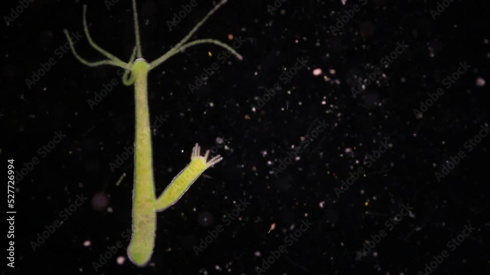Hydra under the microscope, Hydra is a genus of small, fresh-water ...