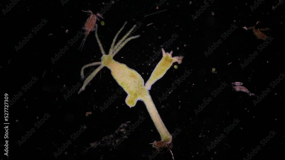 Hydra under the microscope, Hydra is a genus of small, fresh-water ...