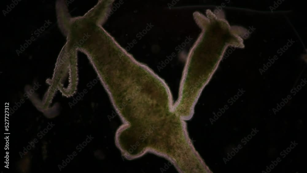 Hydra under the microscope, Hydra is a genus of small, fresh-water ...