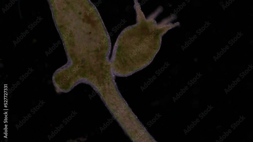 Hydra under the microscope, Hydra is a genus of small, fresh-water ...